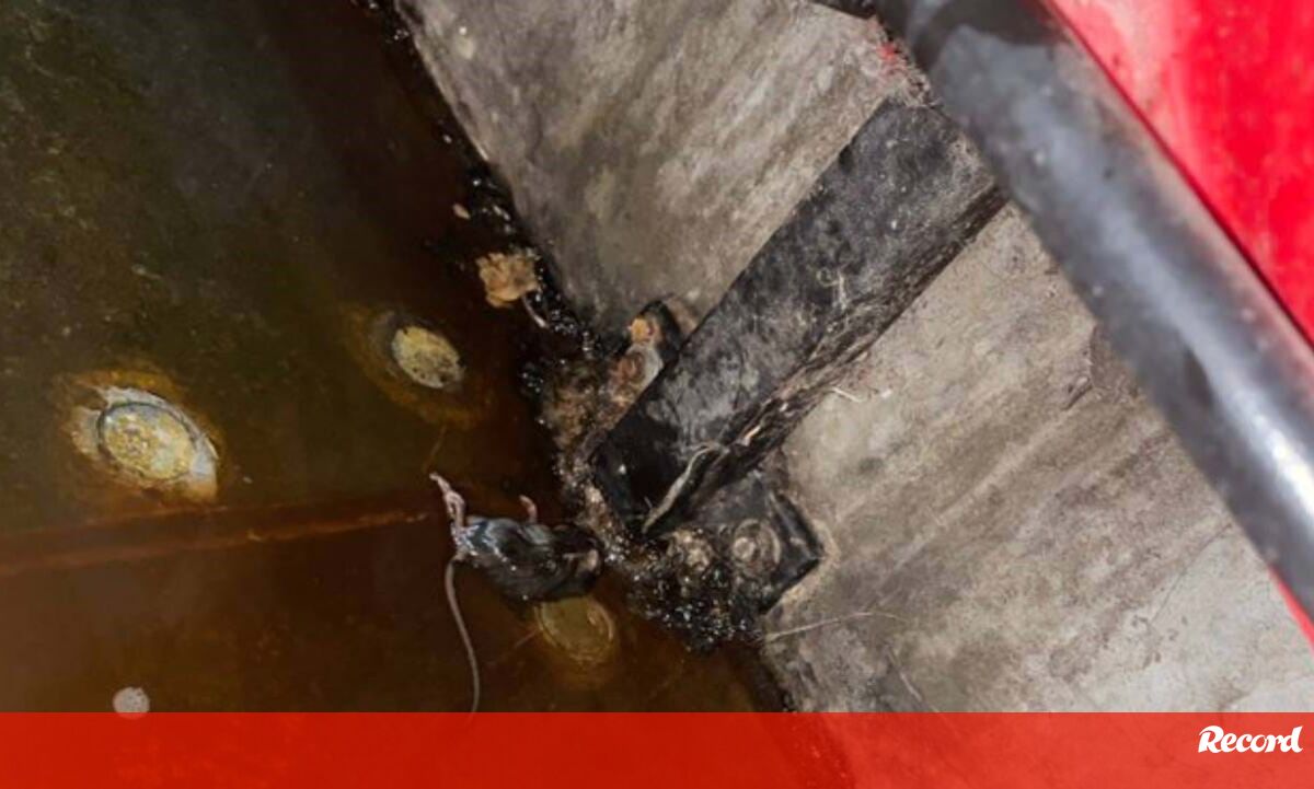 «Por 66 libras qualquer um entra em Old Trafford»: adepto do Man ...