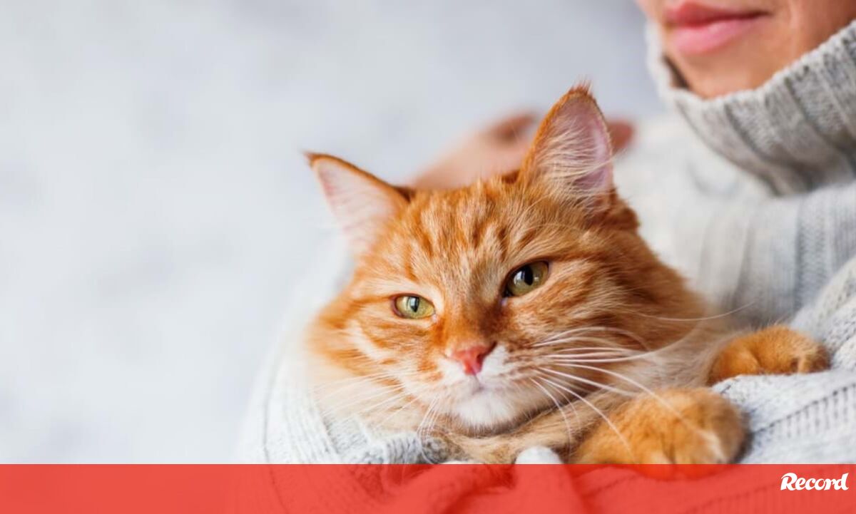 Ano Novo, bigodes novos: resoluções para tornar o seu gato o rei (ou ...