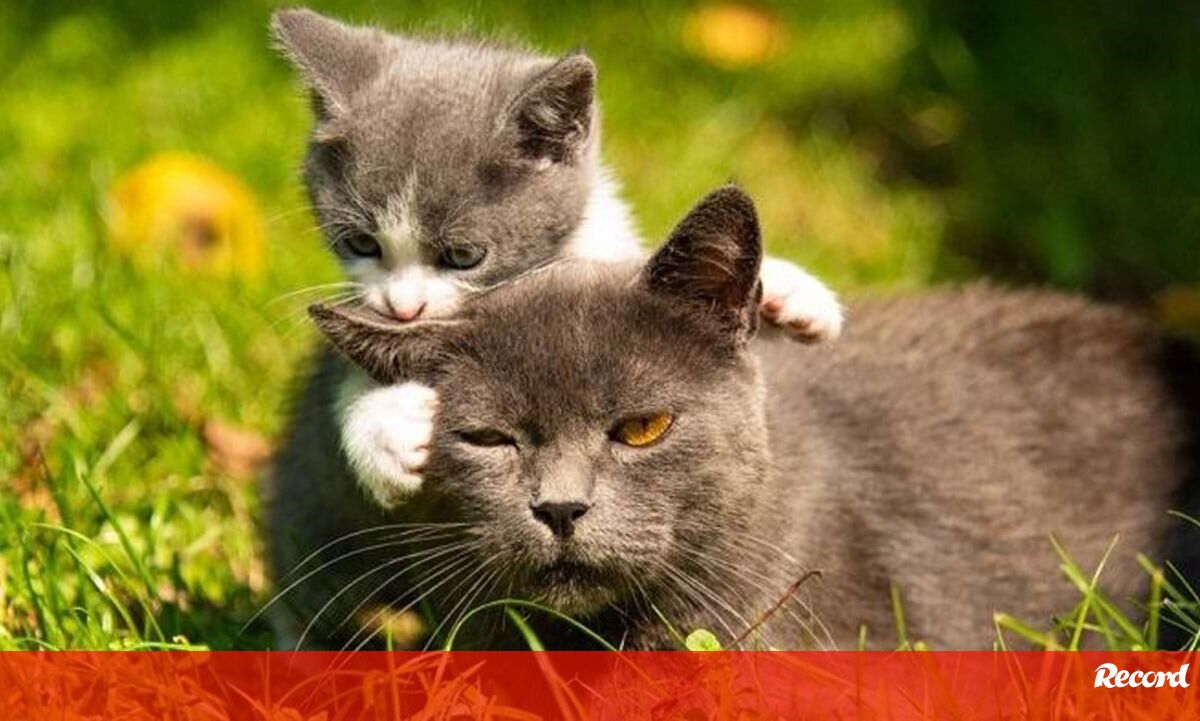 Quer saber a idade certa do seu gato? Este guia é para si! - Fora de ...