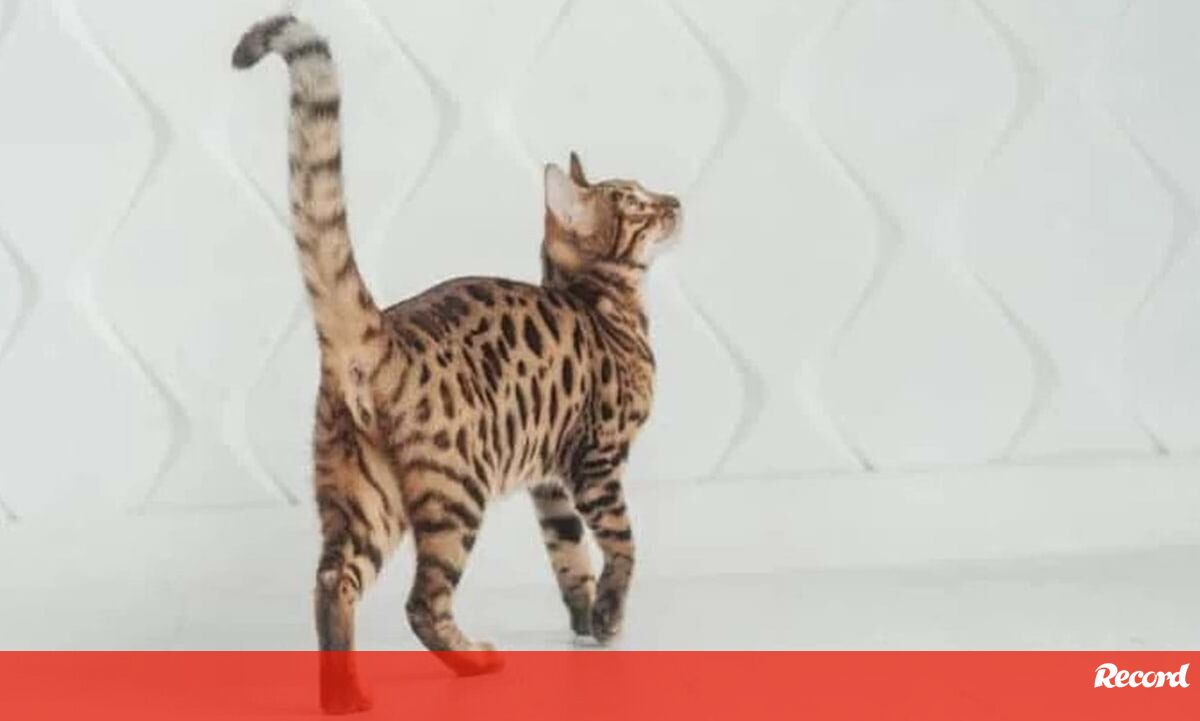 O que a cauda do seu gato está a tentar dizer? Decifre a linguagem ...