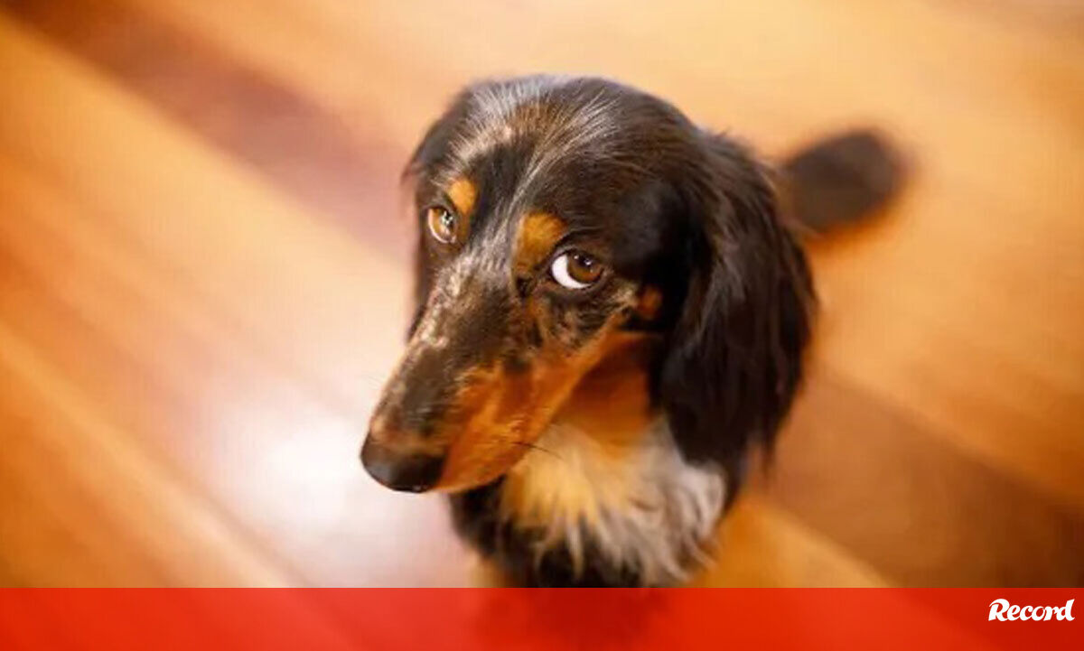 O seu cão fez uma traquinice que não devia? Estes são os sinais de que ...